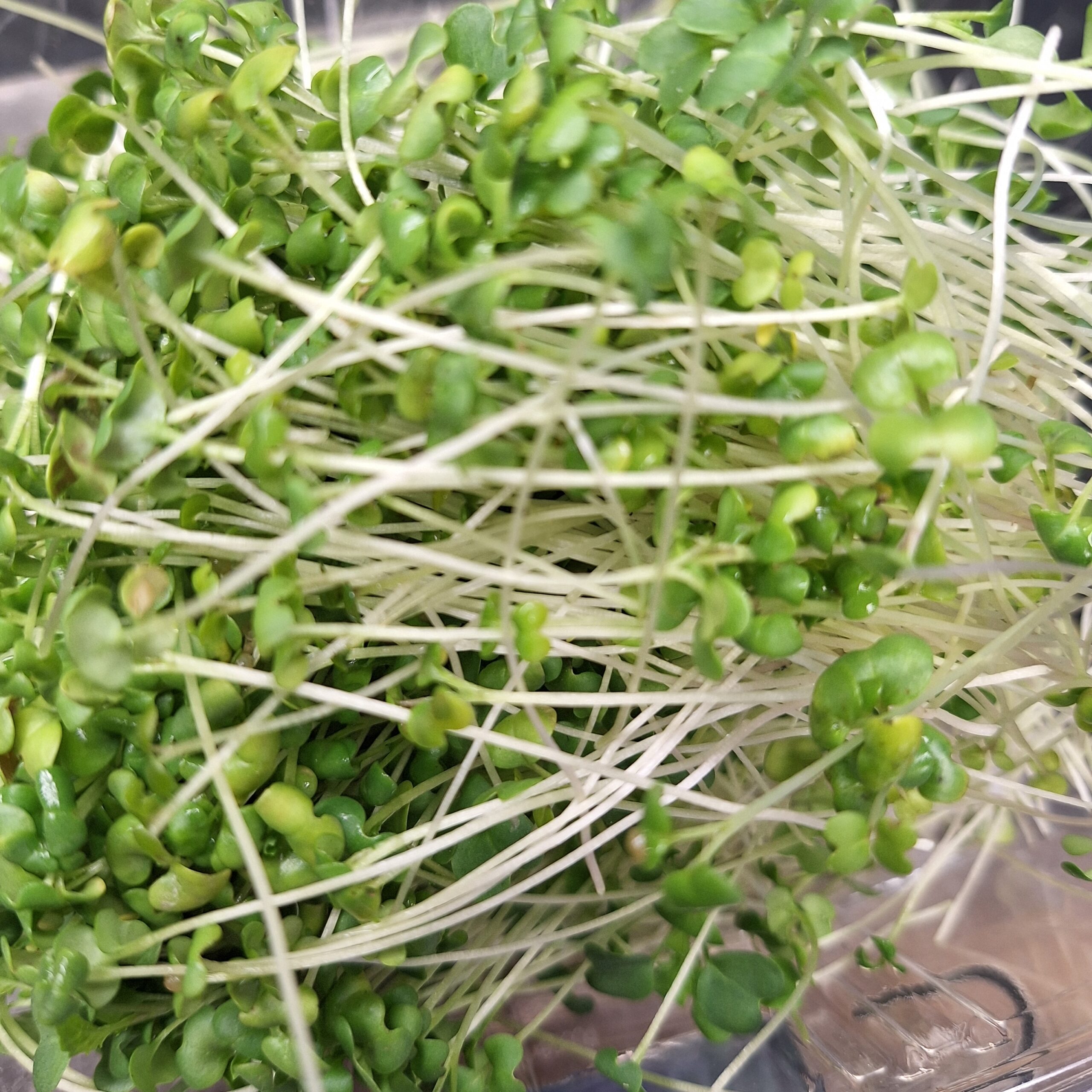 Wasabi – Feed Your Green Microgreens